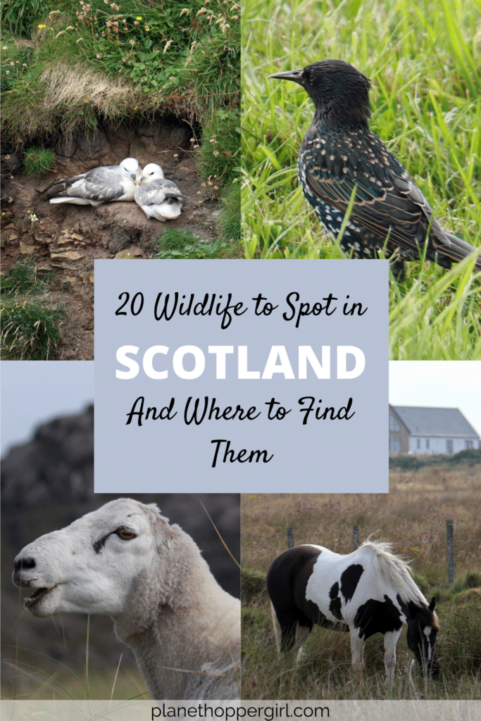 20 Wild Animals In Scotland And Where To Find Them