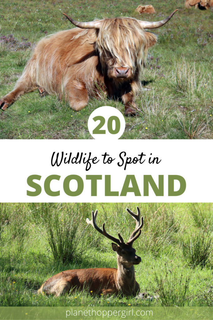 20 Wild Animals In Scotland And Where To Find Them