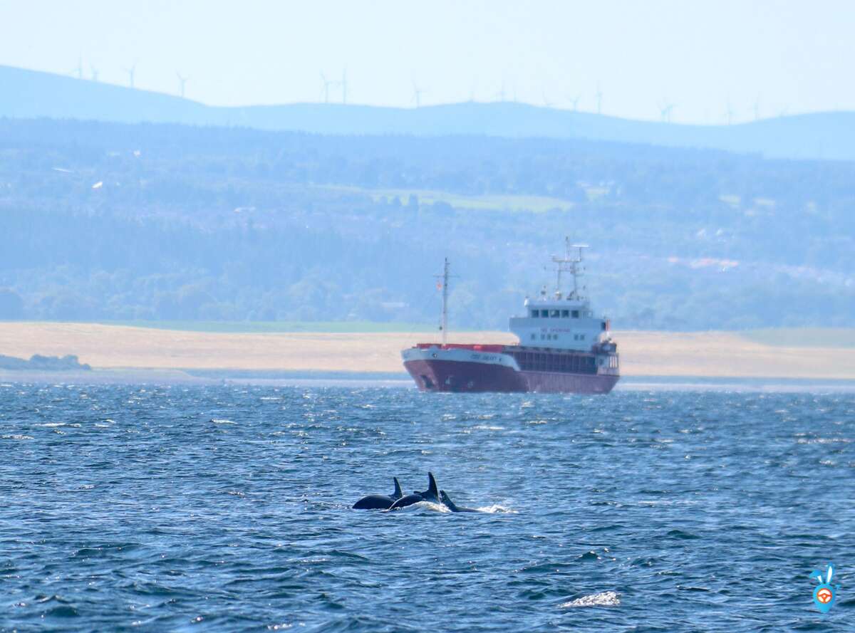 Ultimate Guide To Dolphin Watching In Inverness Scotland (Chanonry Point)
