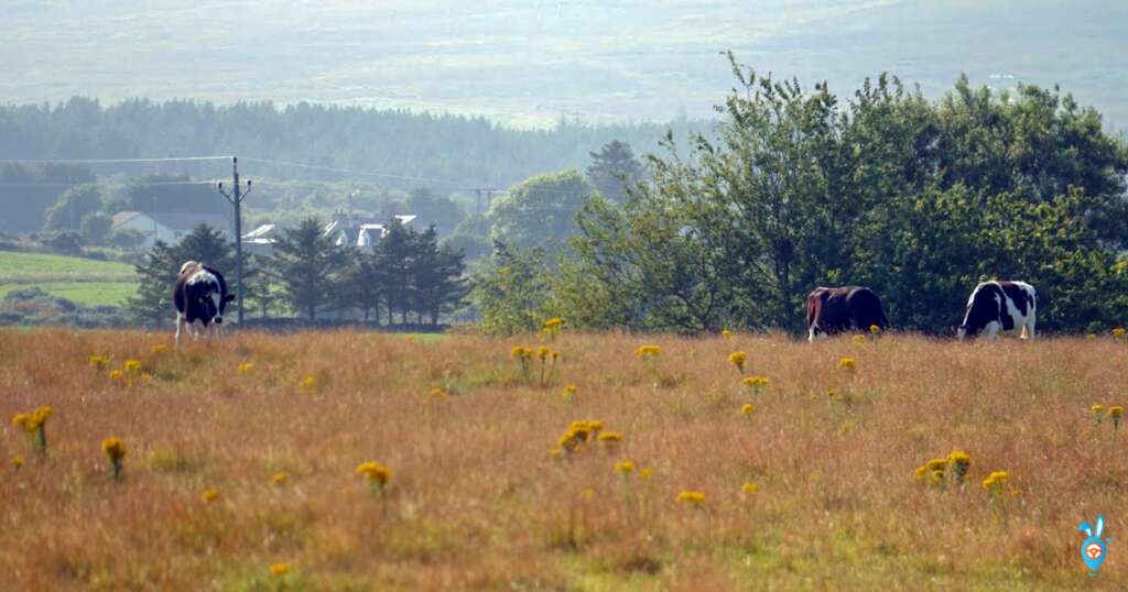 20 Wild Animals In Scotland And Where To Find Them