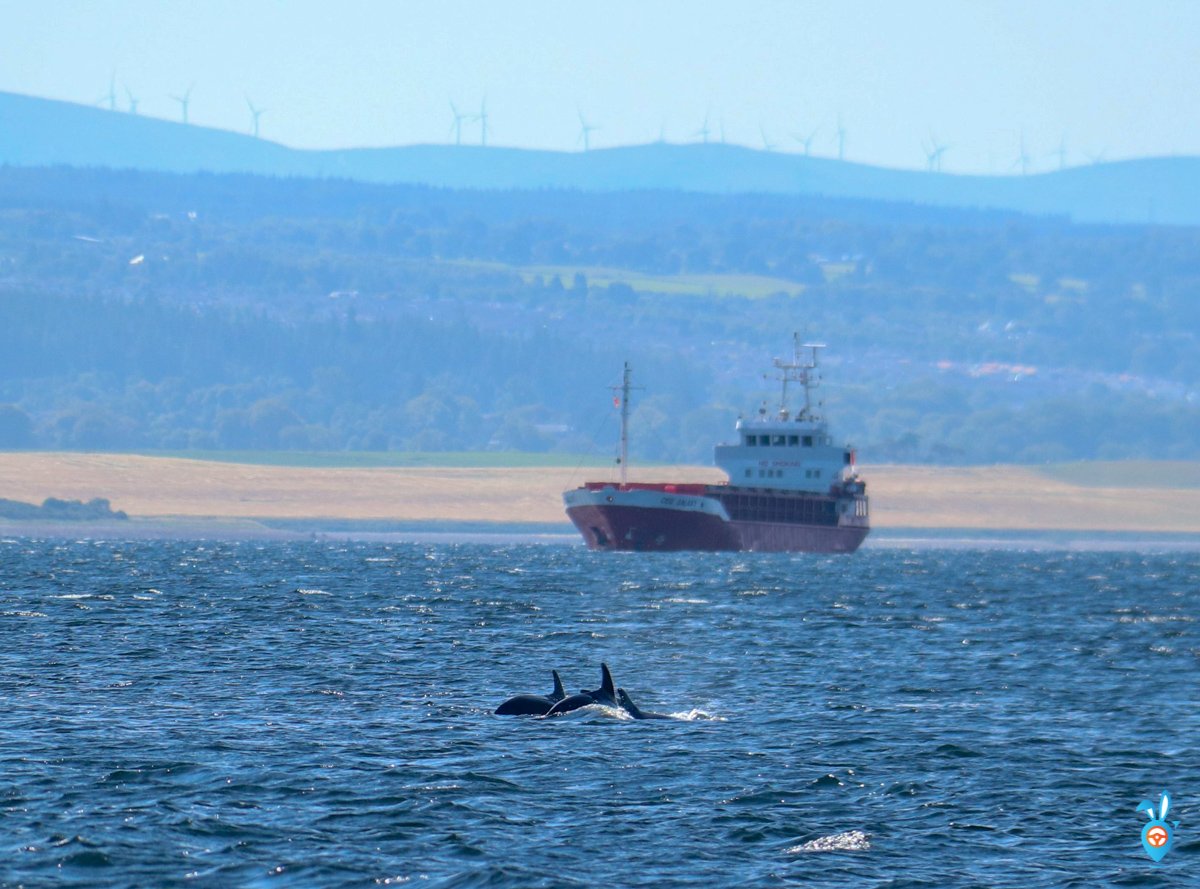 20 Wild Animals In Scotland And Where To Find Them