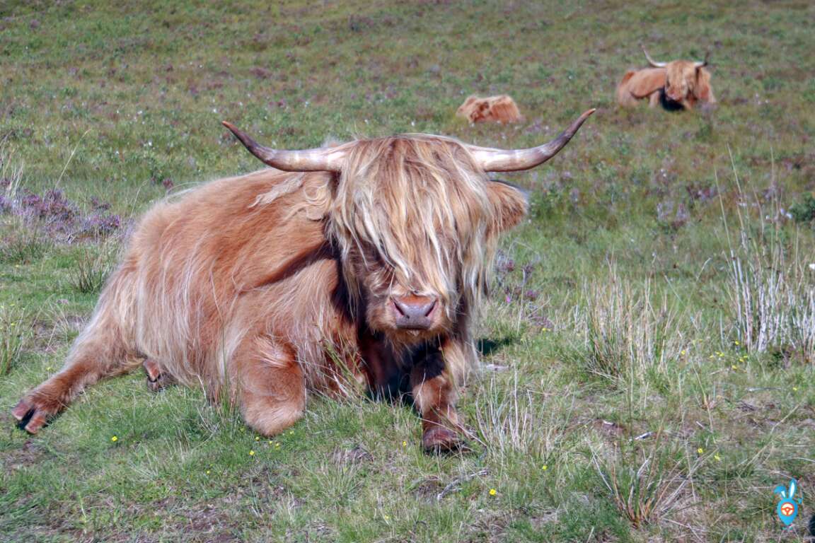 20 Wild Animals In Scotland And Where To Find Them