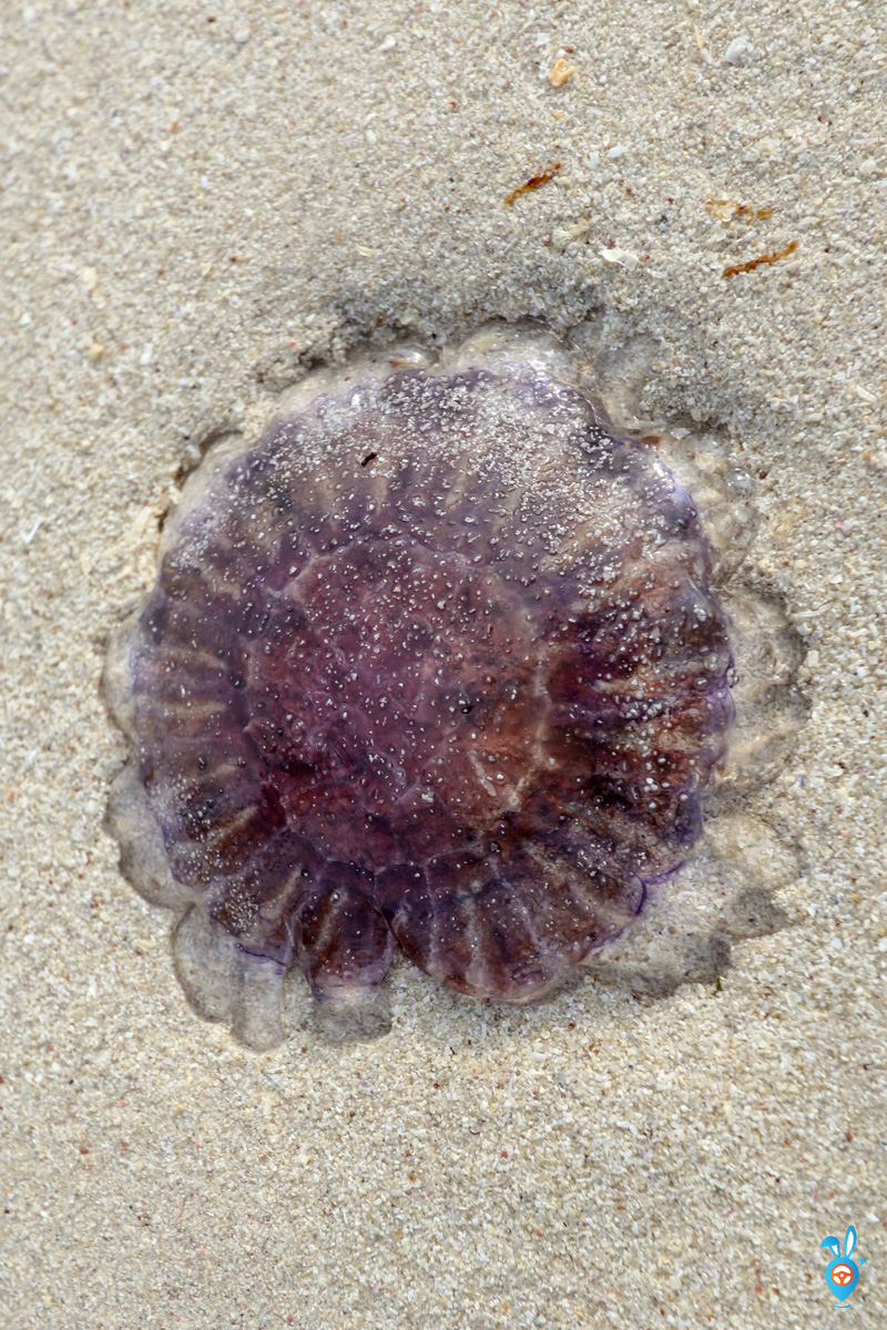 20 Wild Animals In Scotland And Where To Find Them - Planet Hopper Girl