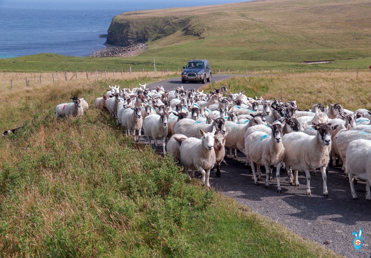 20 Wild Animals In Scotland And Where To Find Them