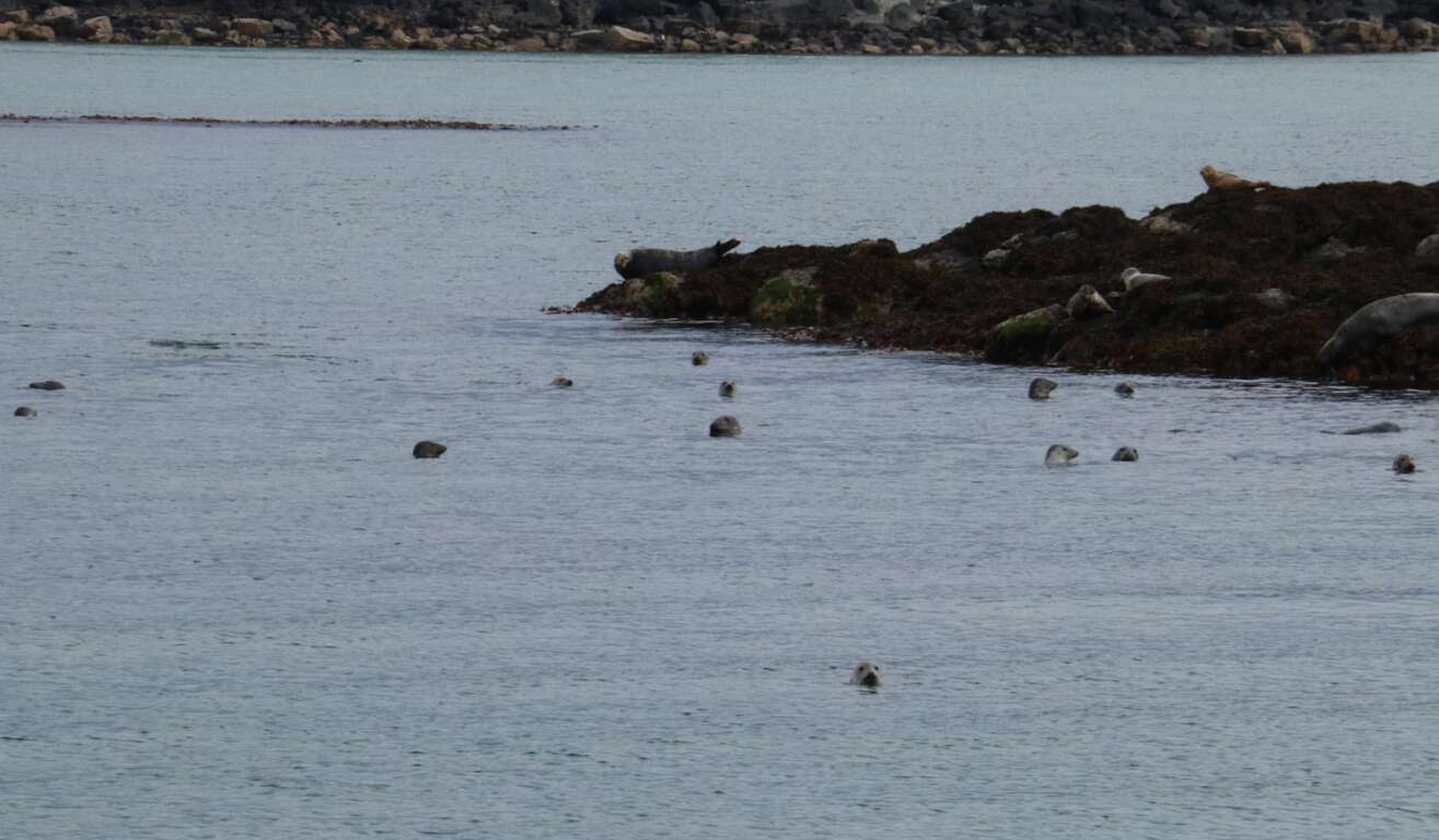 20 Wild Animals In Scotland And Where To Find Them