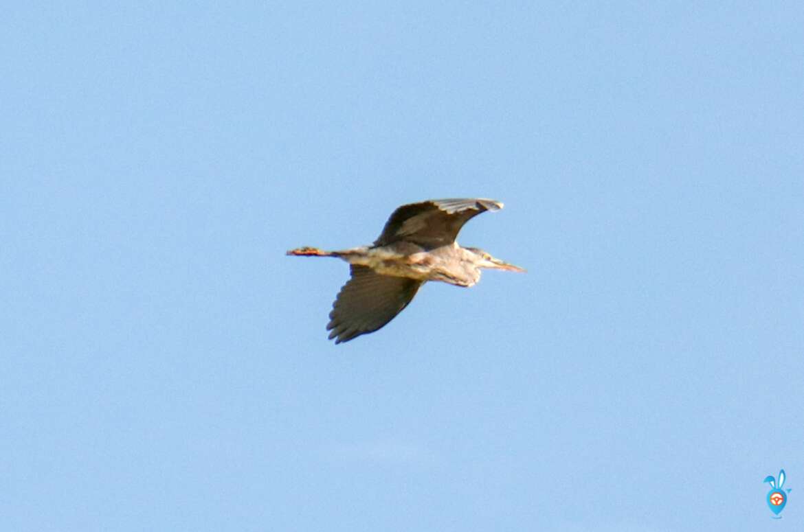 20 Wild Animals In Scotland And Where To Find Them