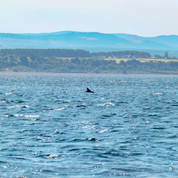 Ultimate Guide To Dolphin Watching In Inverness Scotland (Chanonry Point)