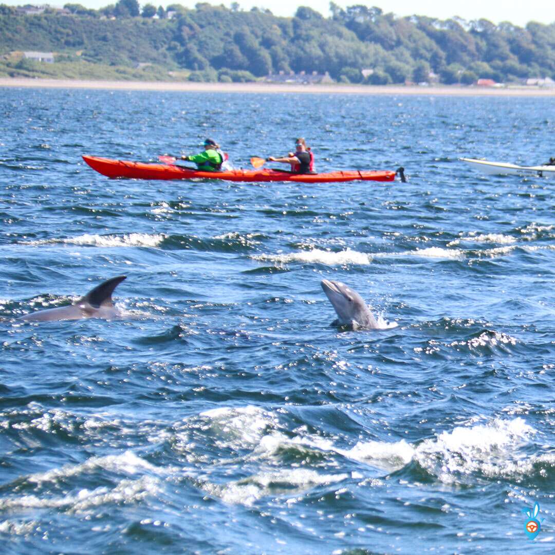 20 Wild Animals In Scotland And Where To Find Them