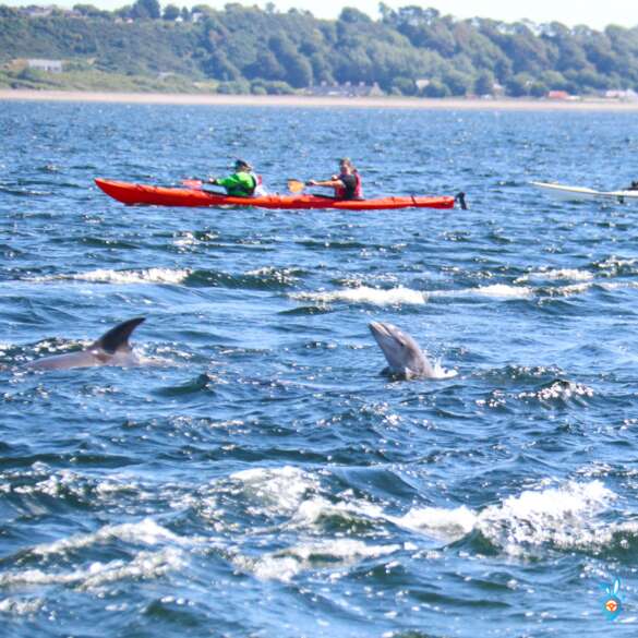 20 Wild Animals In Scotland And Where To Find Them