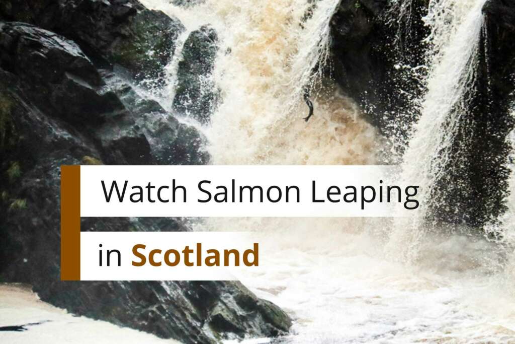The Best Places To See Salmon Leaping In Scotland: A Wildlife Adventure ...